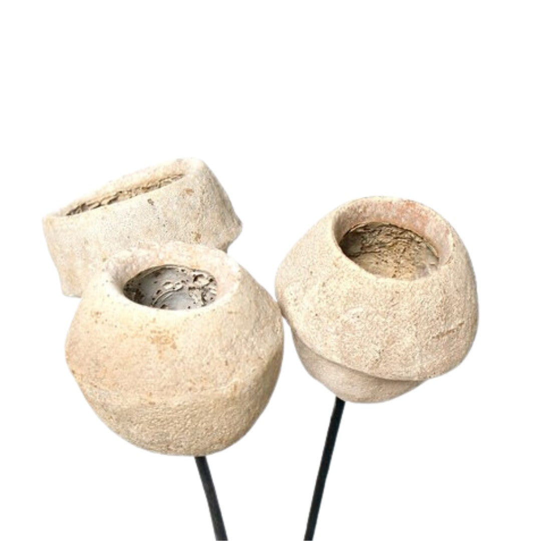 Sapucaia Pods White Washed – Vintage Feather