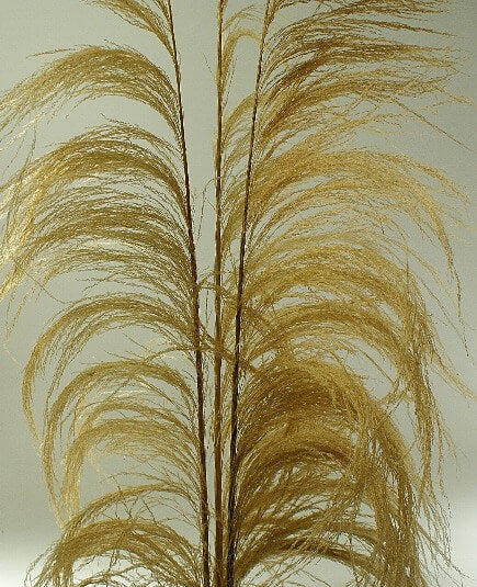 UVA Stalk Bleached – Vintage Feather