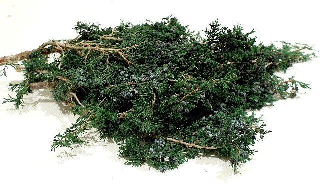 Juniper Preserved Green – Vintage Feather